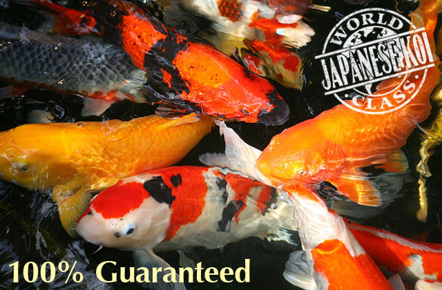 Koi Fish Sales – Splendor Koi
